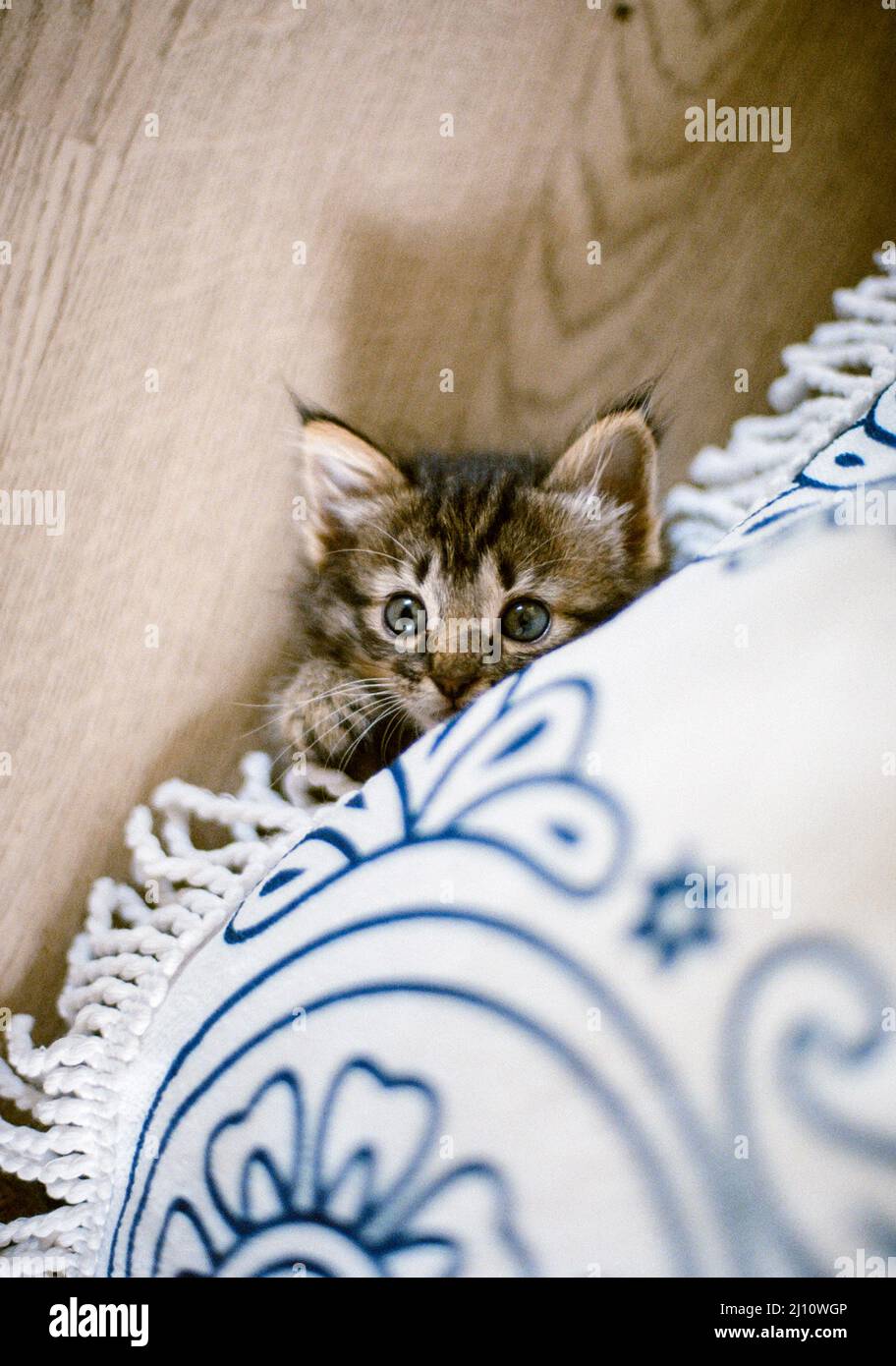 Beautiful baby cat hiding under the blanket at home in Tahiti Stock ...
