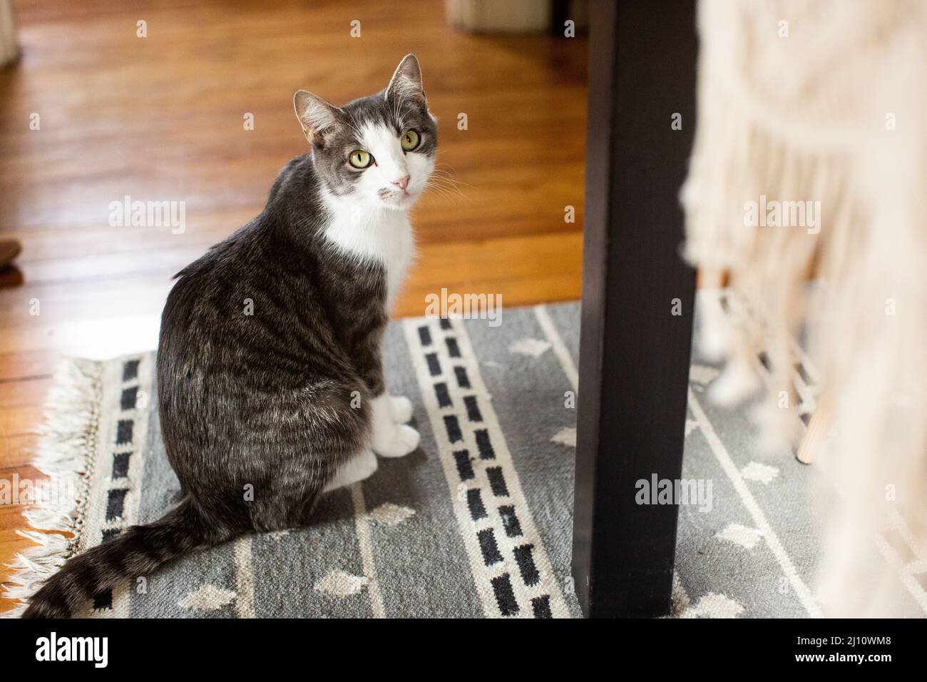 A Gray and White Tabby Cat Sitting on a Rug Stock Photo - Alamy