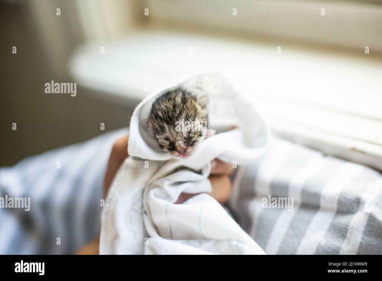 Neonatal Tabby Kitten Swaddled in a White Blanket Stock Photo - Alamy