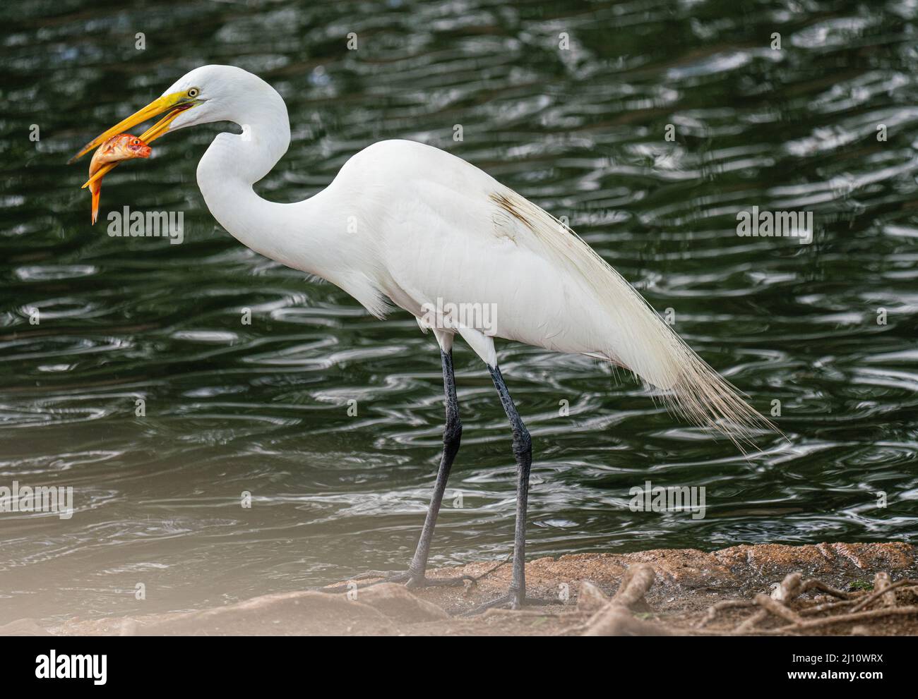 White Crane with fish in mouth Stock Photo - Alamy