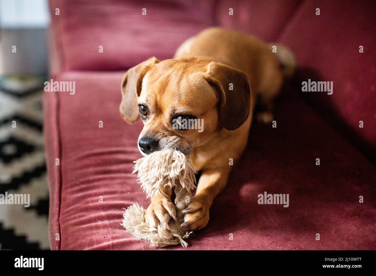 A Puggle Sitting on a Couch Chewing on a Dog Toy Stock Photo - Alamy