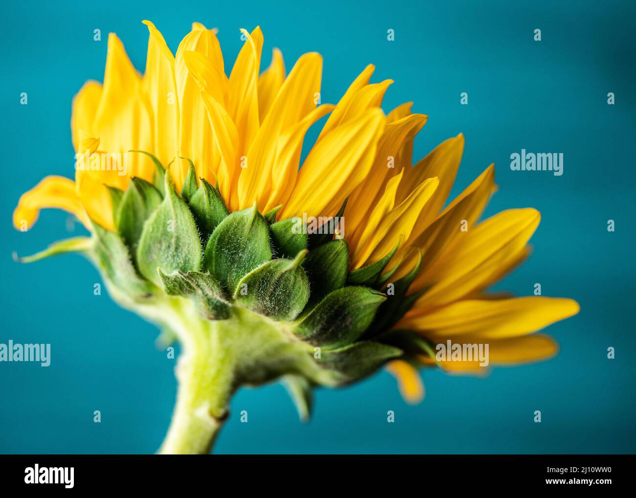 Sunflower on a Turquoise backdrop Stock Photo - Alamy