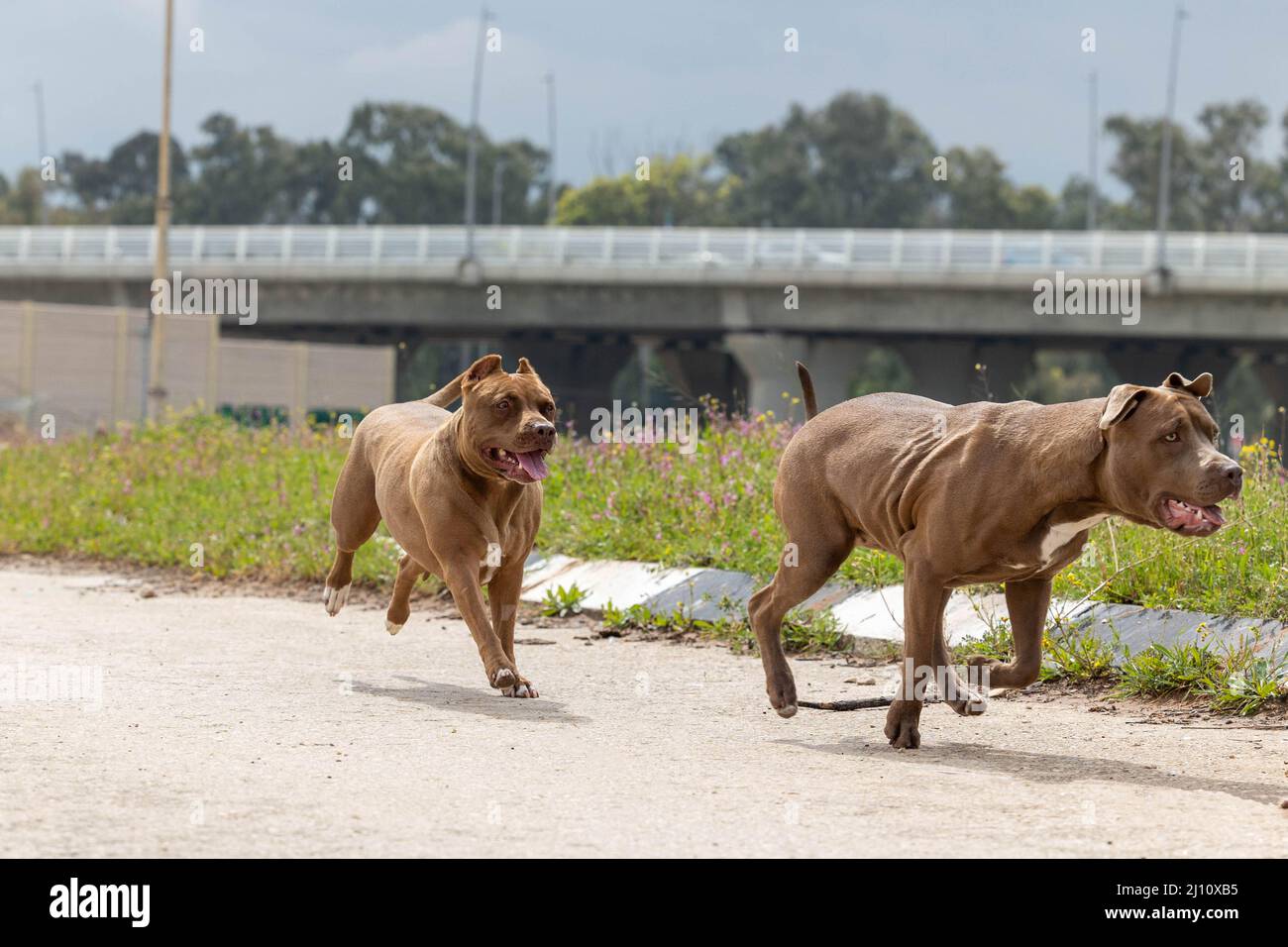 Pitbull puppy running hi-res stock photography and images - Alamy