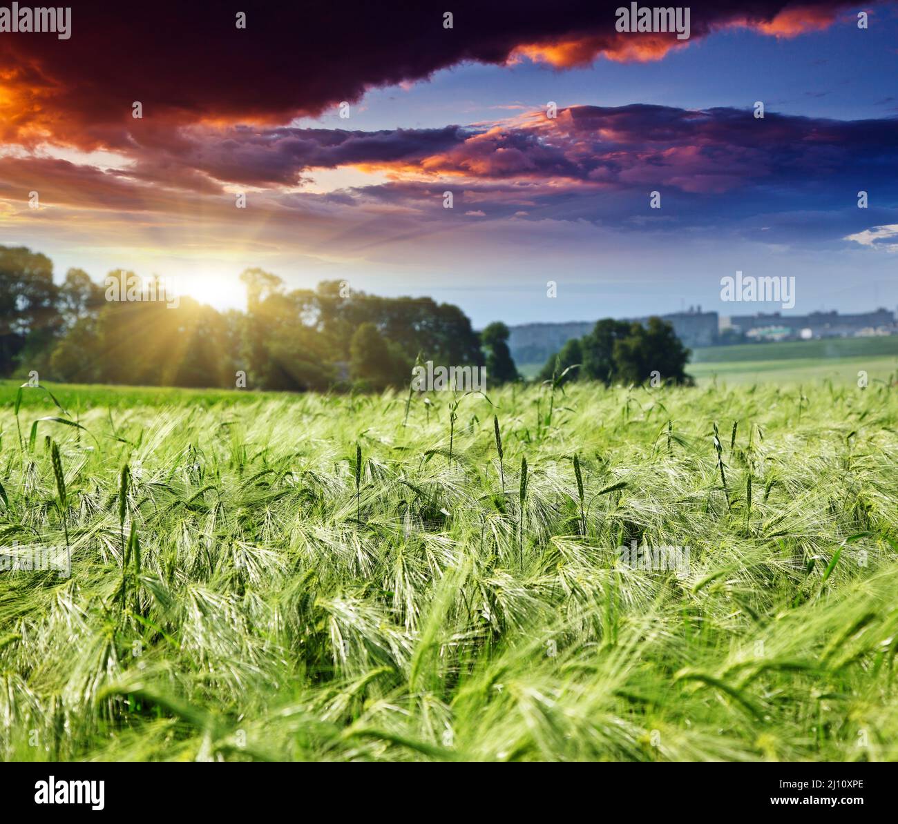 Lush corn field under beautiful hi-res stock photography and images - Alamy