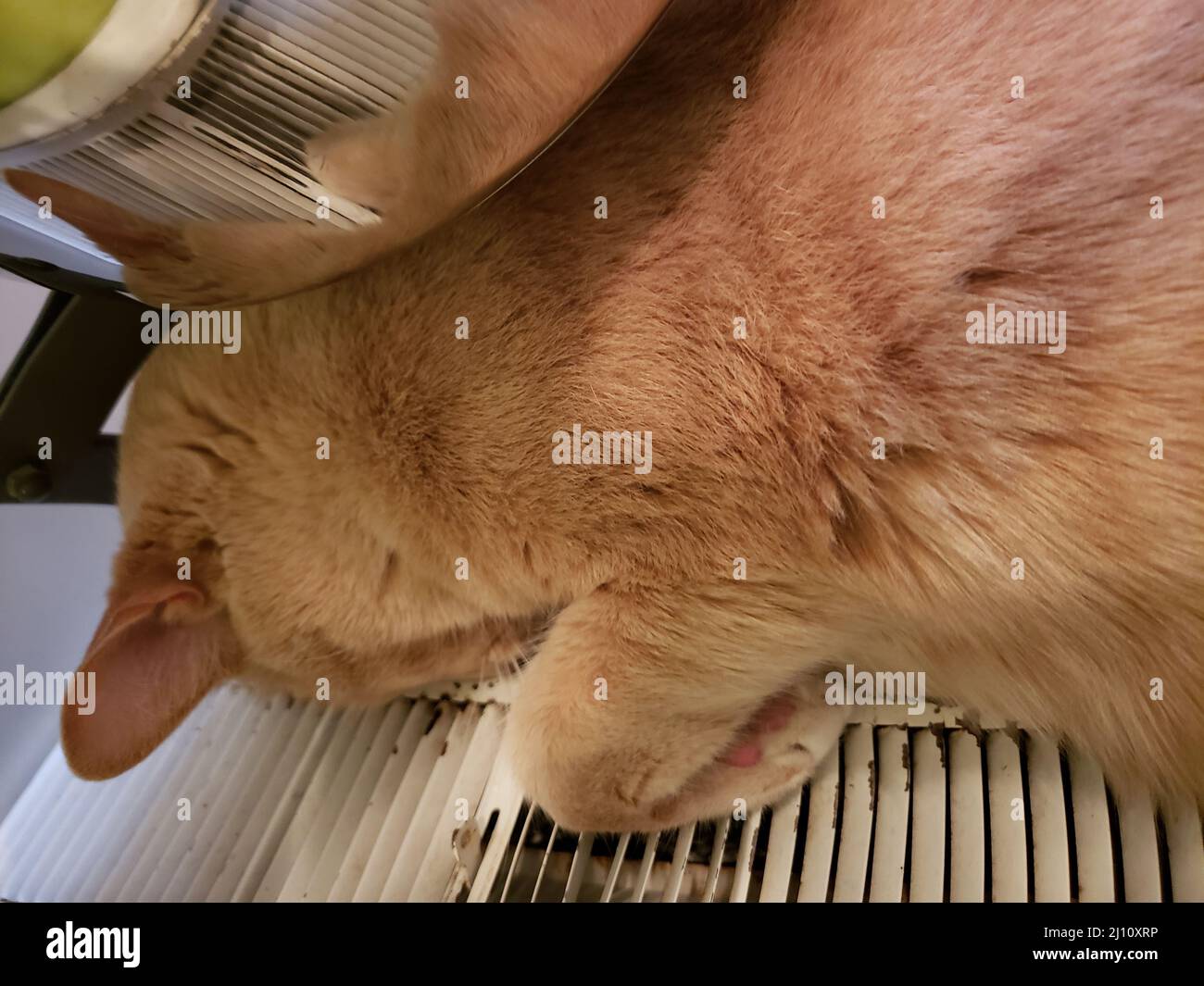 Young fluffy cream tabby hi-res stock photography and images - Alamy