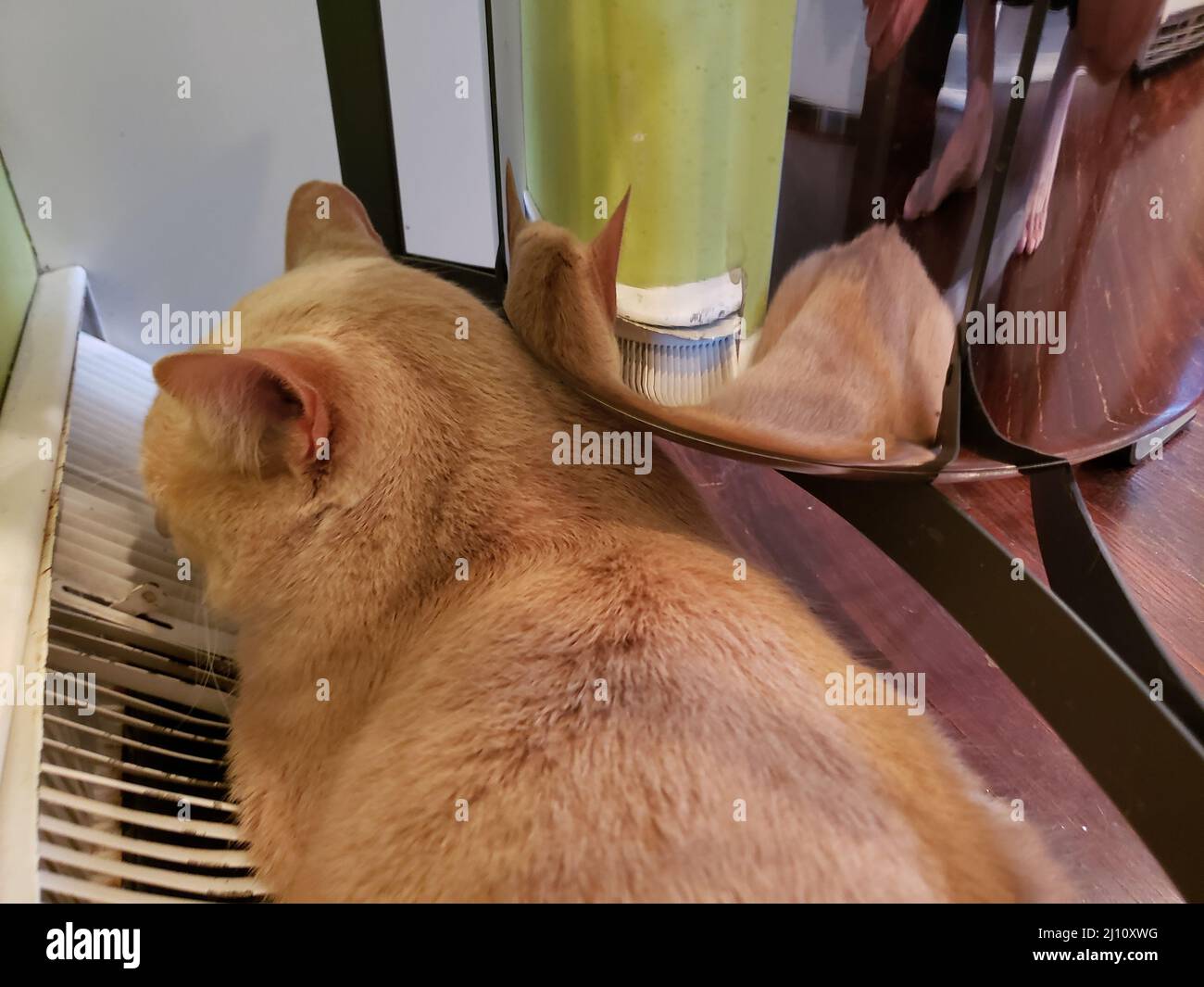 Cream Tabby Cat Reflected in a Shiny Pan Stock Photo - Alamy
