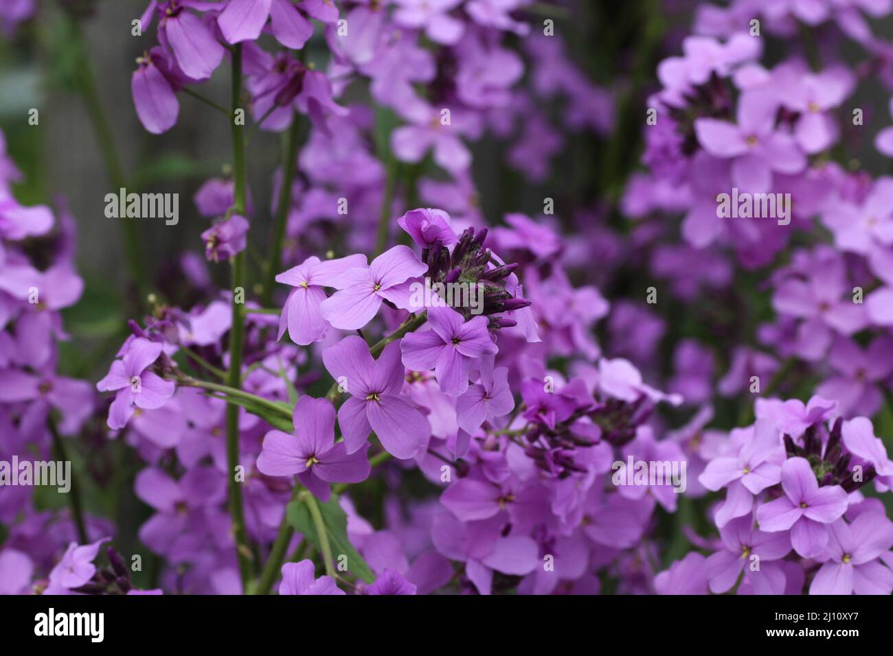 Beautiful shot of Dame's Rocket flowers with four petals on a nature ...