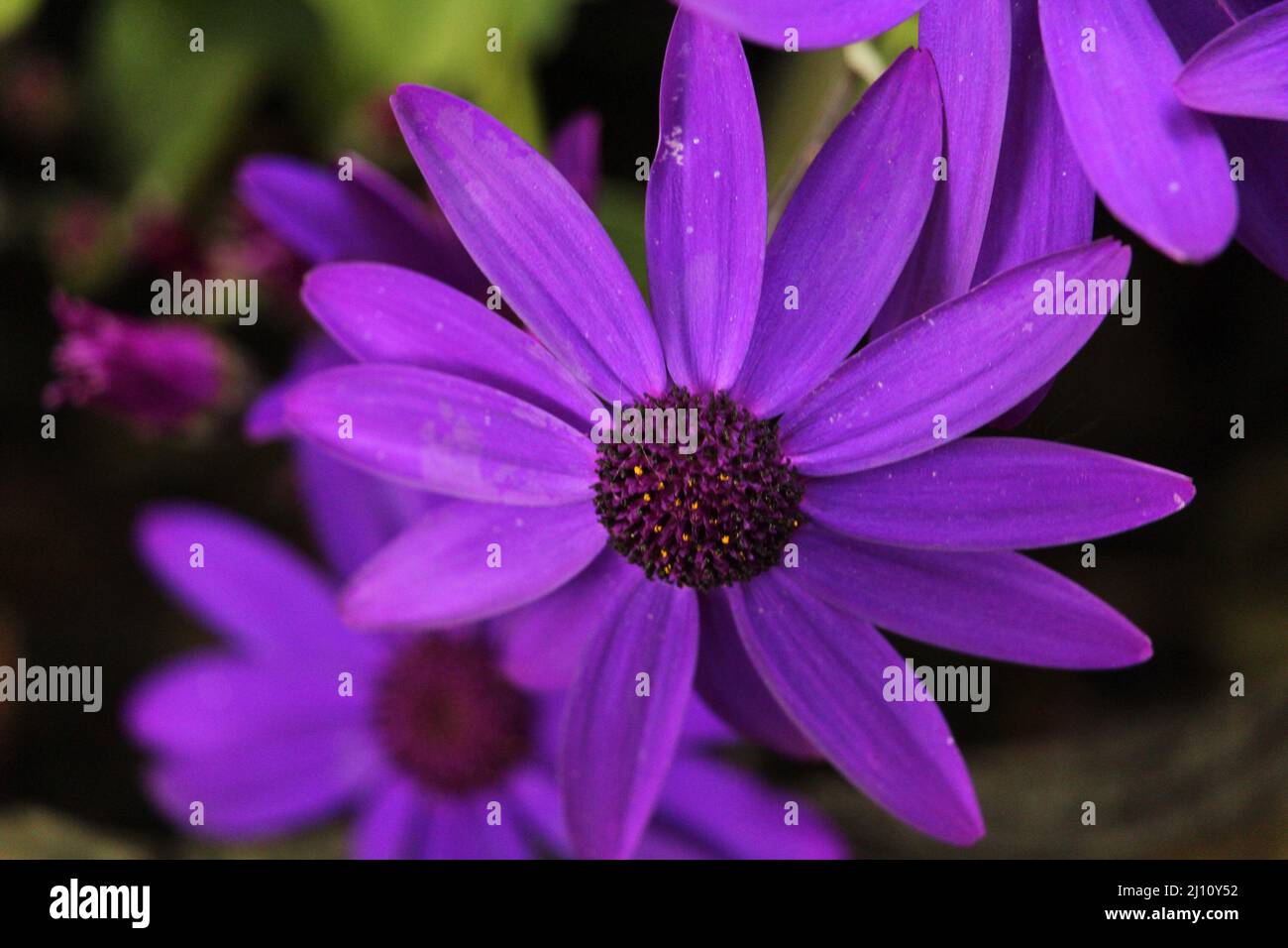 Purple ragwort hi-res stock photography and images - Alamy