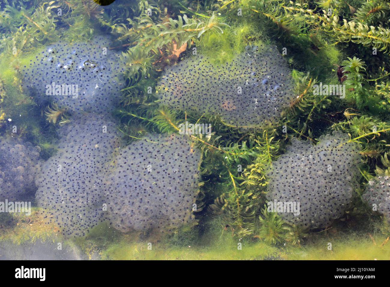 Frog spawn in a garden pond Stock Photo - Alamy