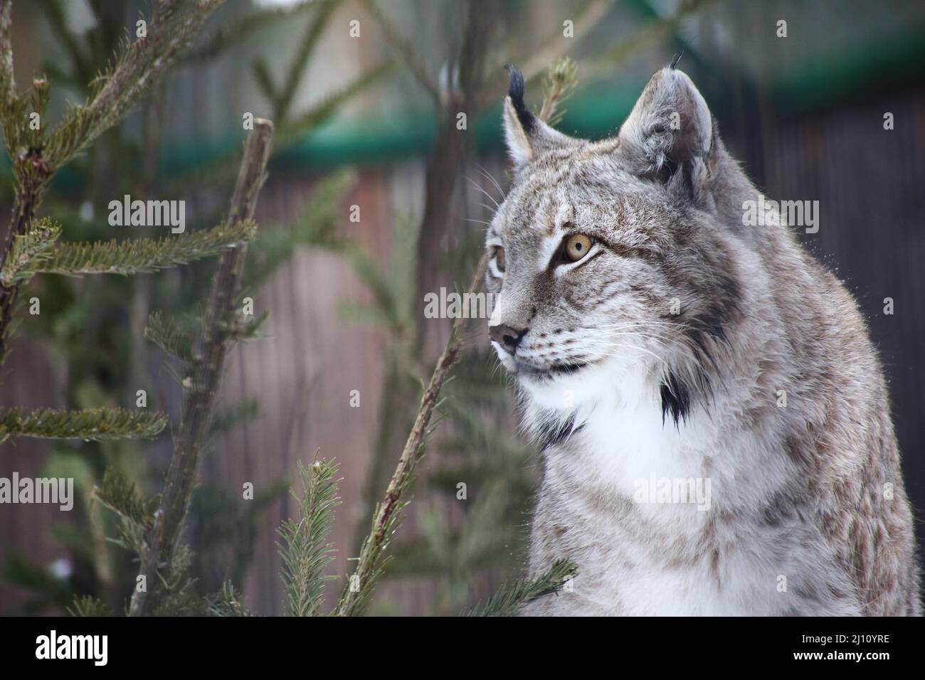 Red lynx hi-res stock photography and images - Alamy