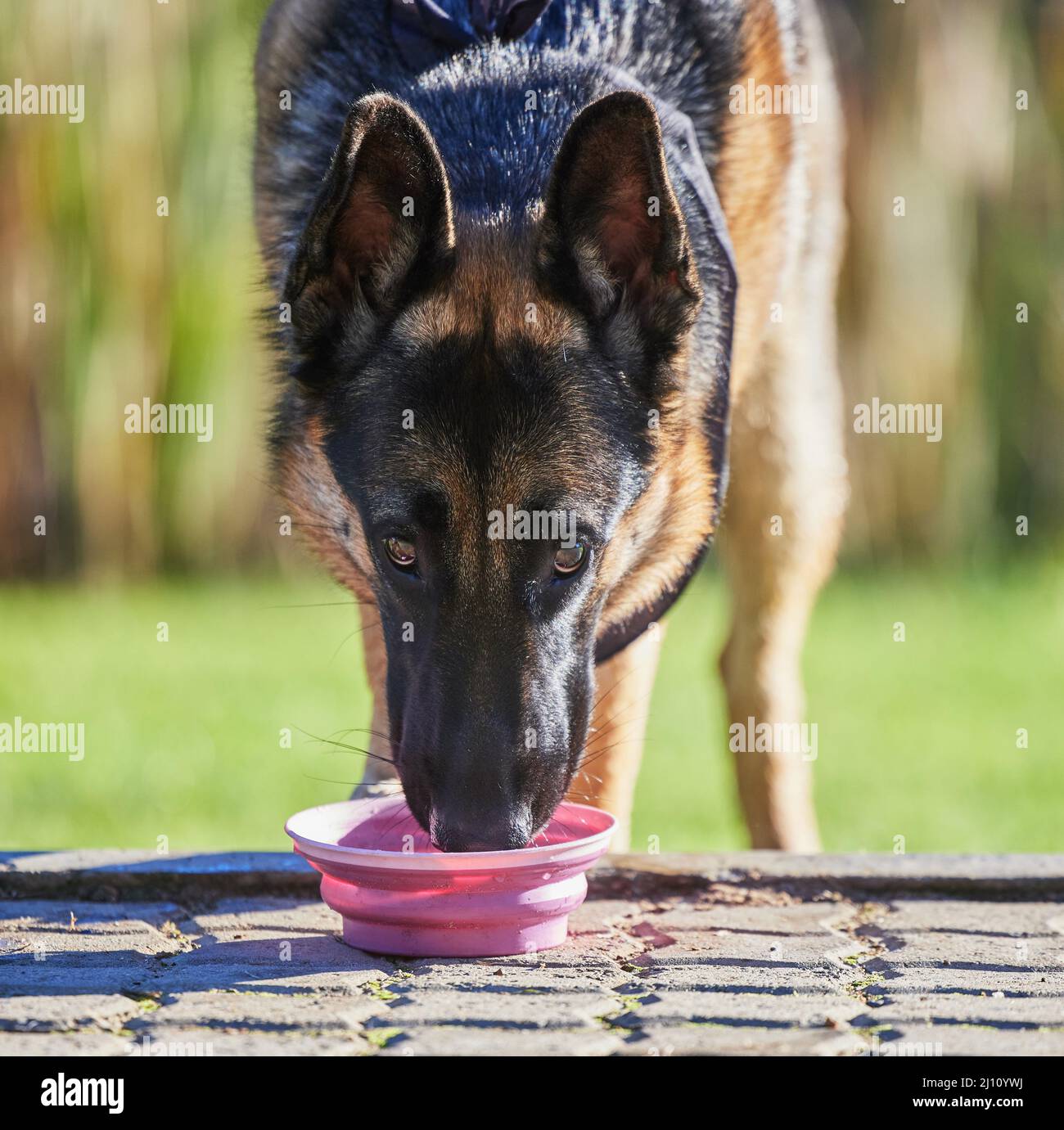 Lapping up hi-res stock photography and images - Alamy