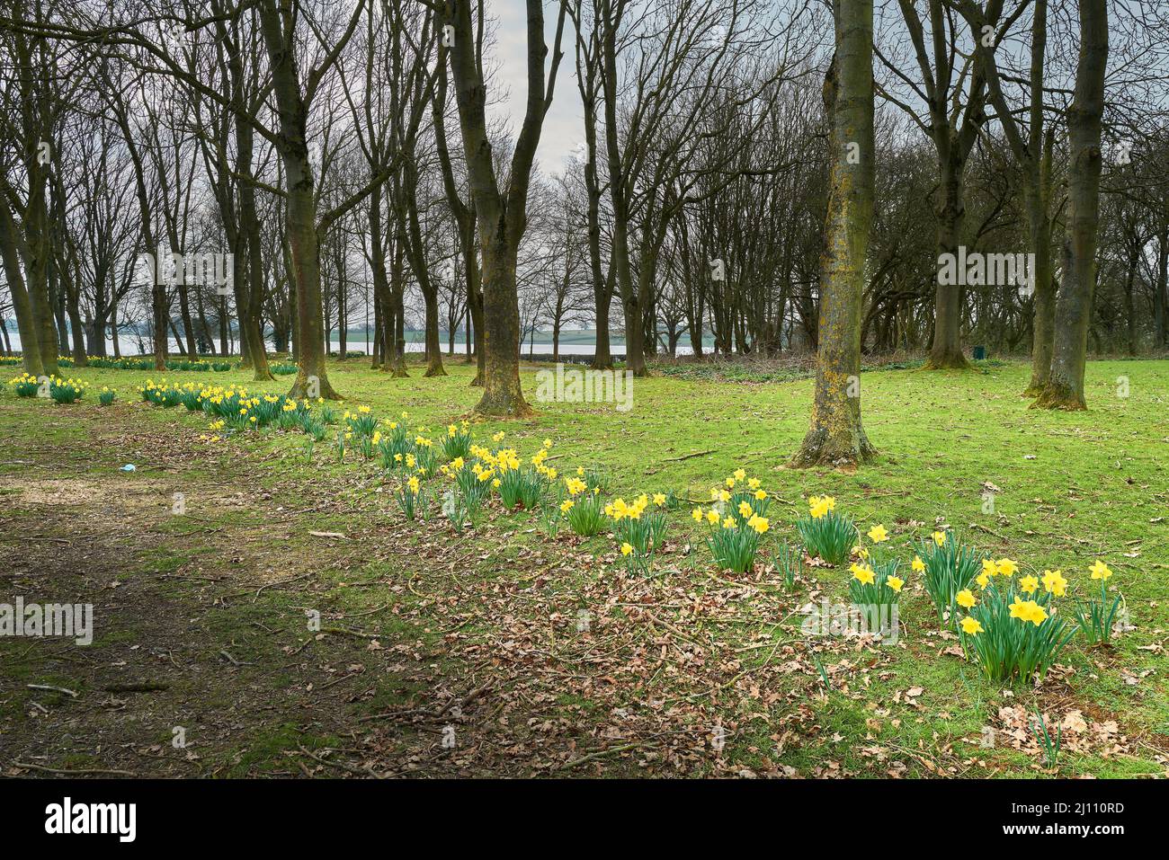 A line of daffodils in an english park on an early spring day Stock ...