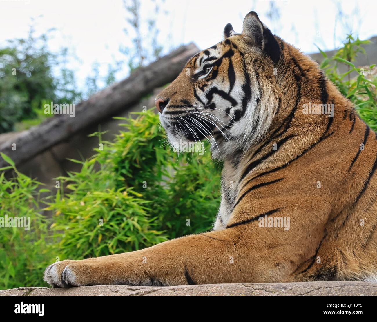 Selective of a mighty tiger in greenery Stock Photo - Alamy