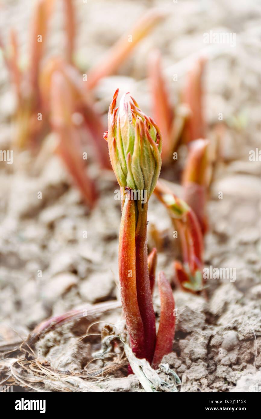 From the ground sprouted a young spring shoot of the plant. Time of ...