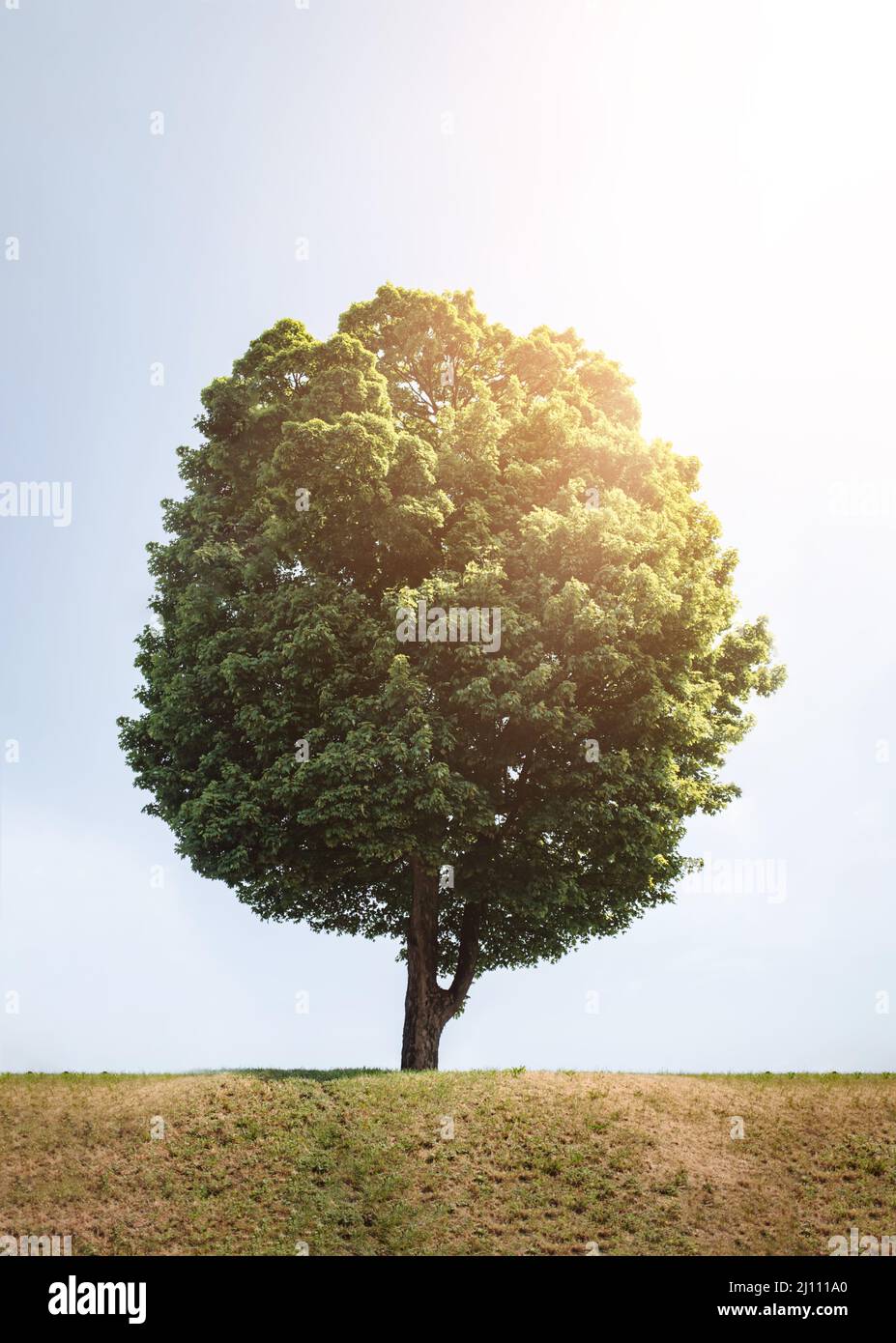 Large single tree hi-res stock photography and images - Alamy