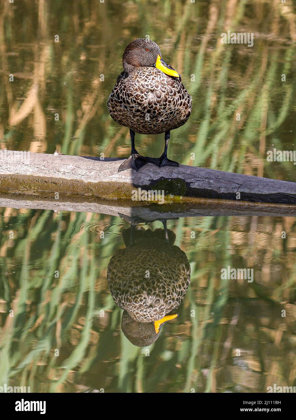 Yellow-billed Duck, Kruger National Park Stock Photo - Alamy