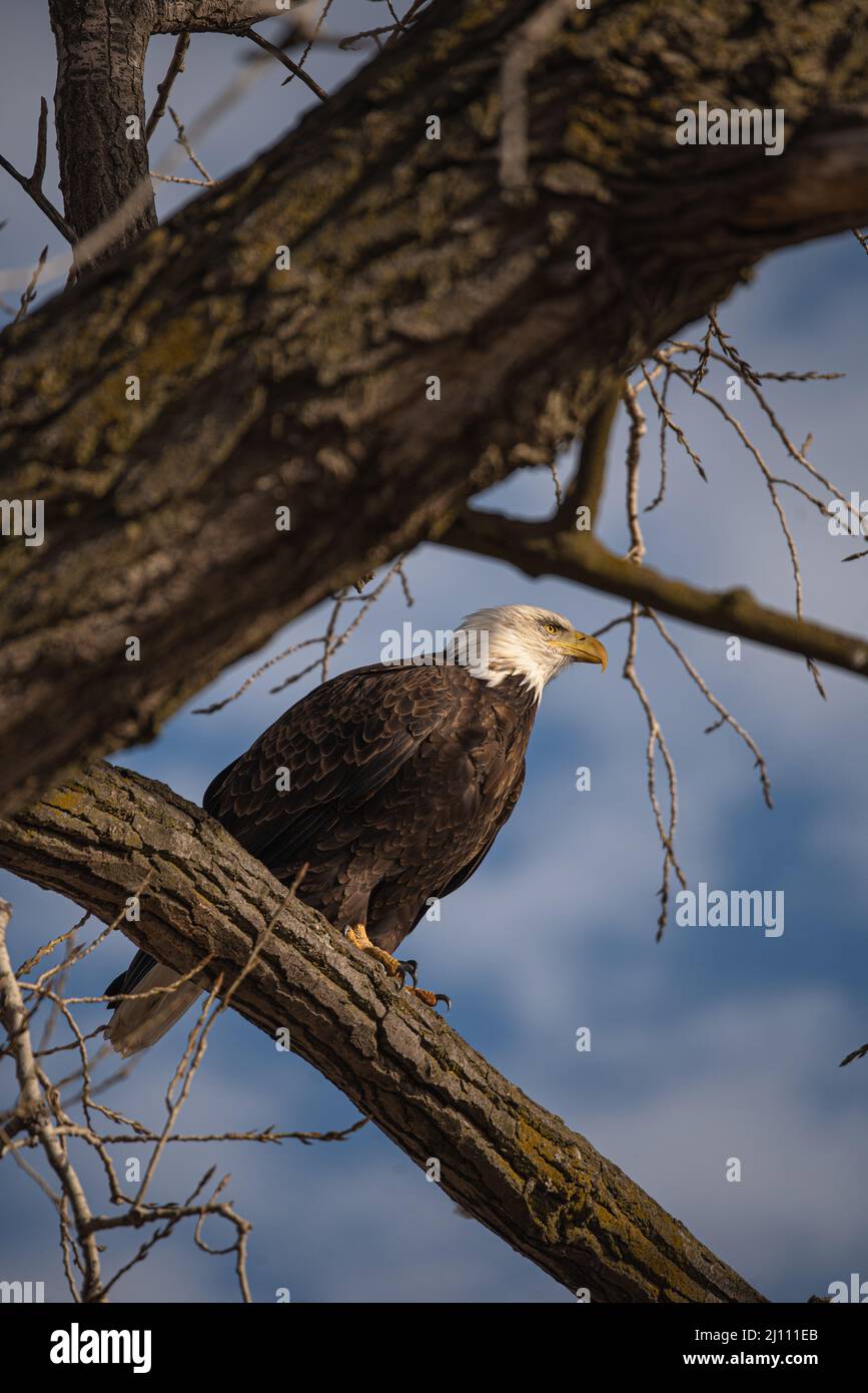 Vertical low-angle shot of an eagle sitting on a tree branch Stock ...