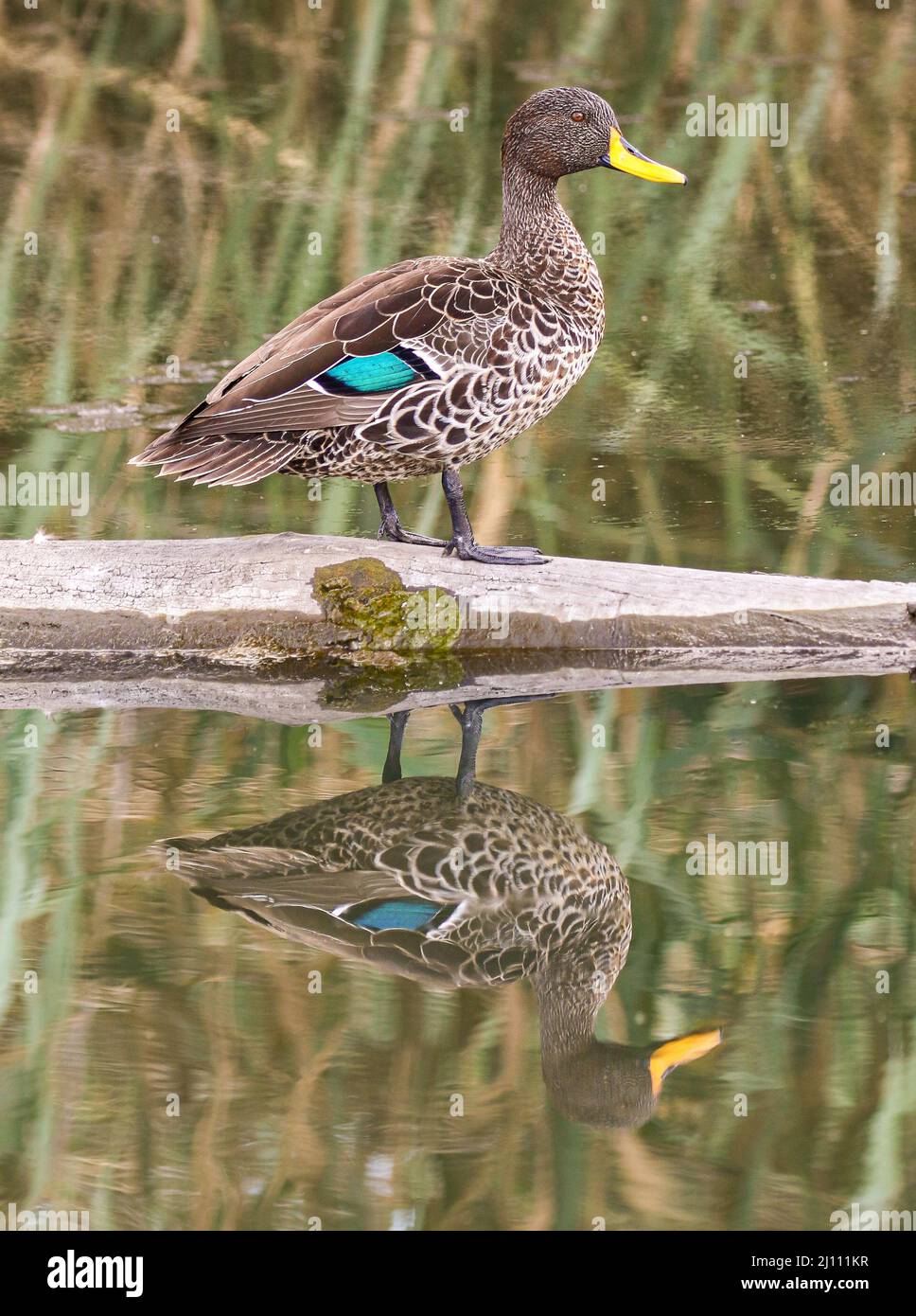 Yellow-billed Duck, Kruger National Park Stock Photo - Alamy
