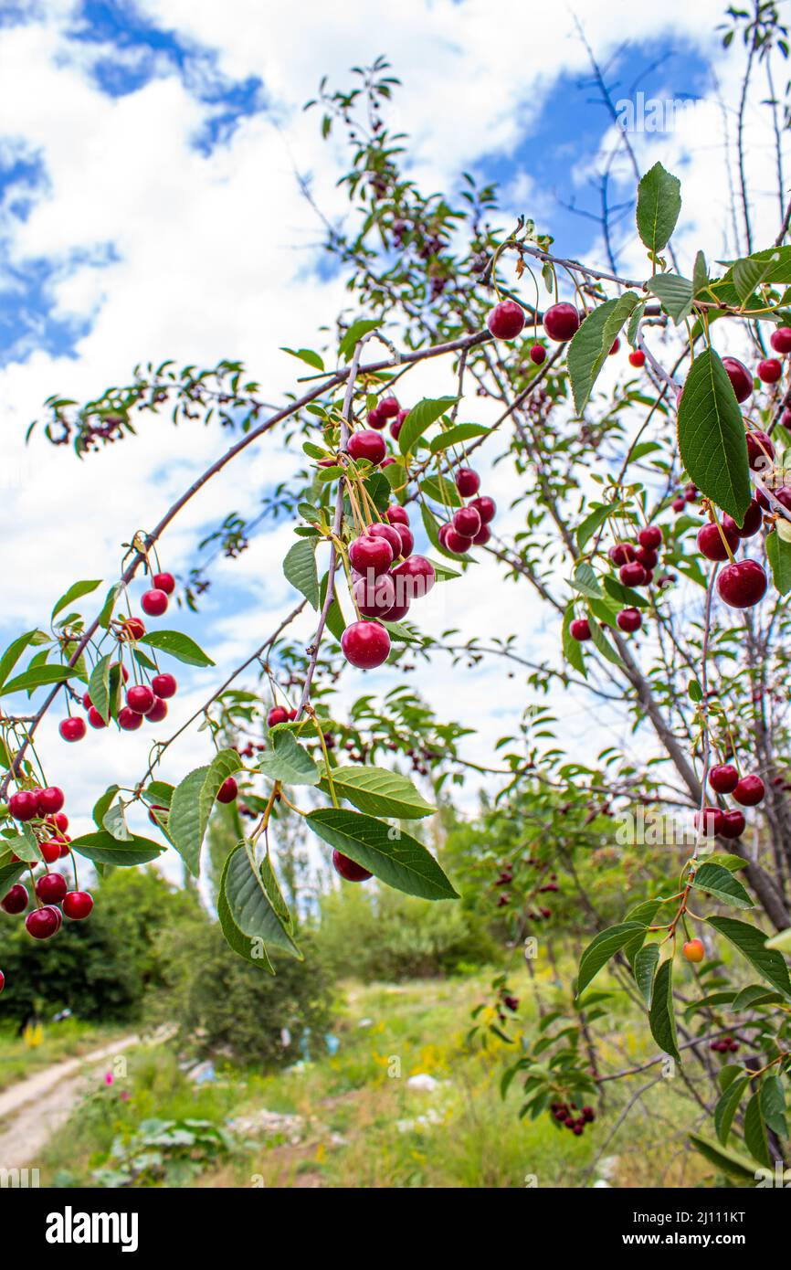 Sour cherry berries hanging on branch. Sour cherry tree in the orchard ...