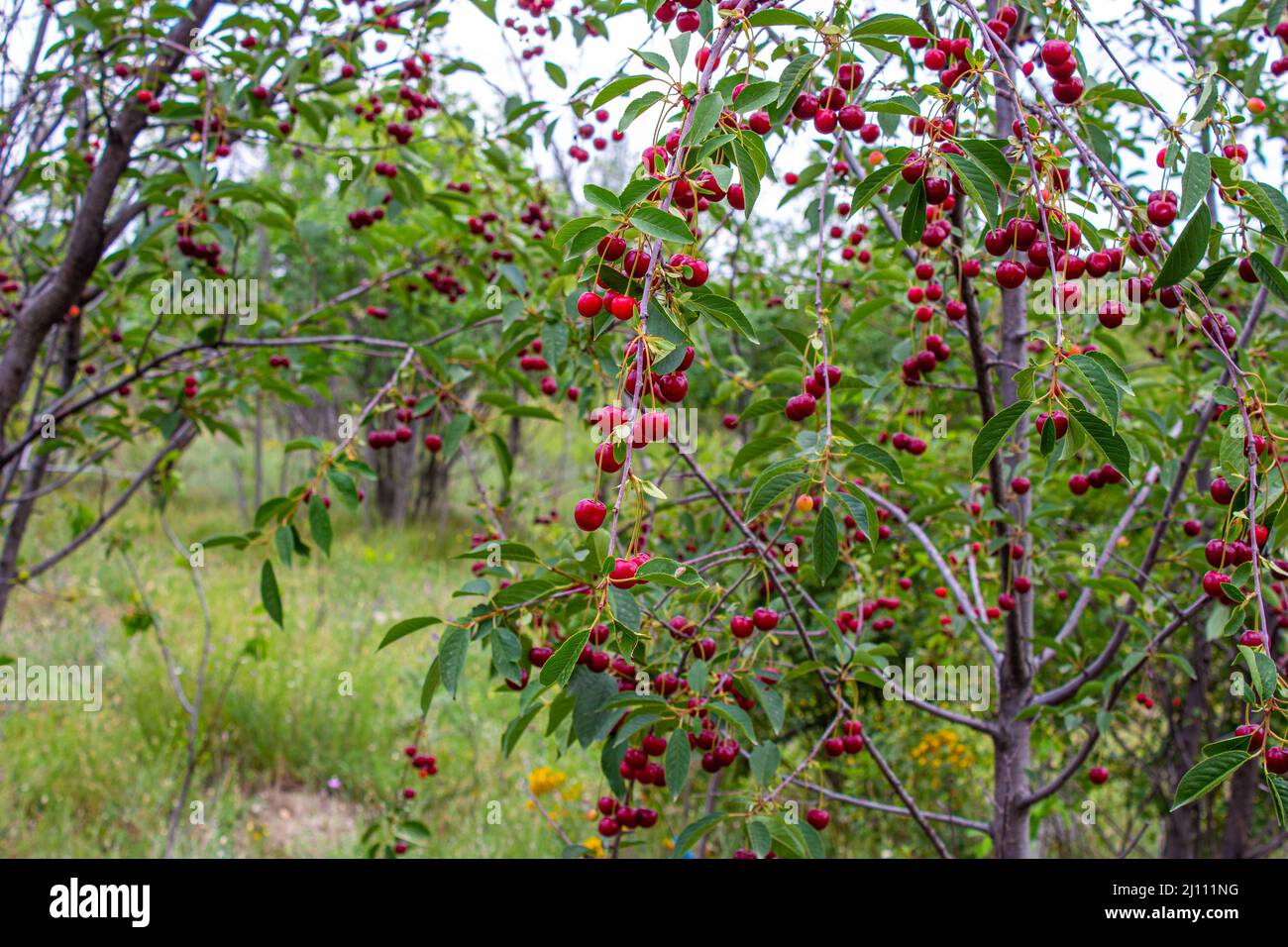 Sour cherry berries hanging on branch. Sour cherry tree in the orchard ...