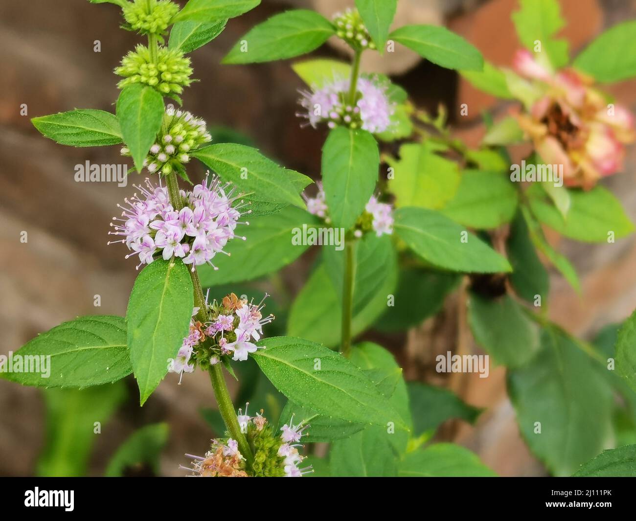 Sproute hi-res stock photography and images - Alamy