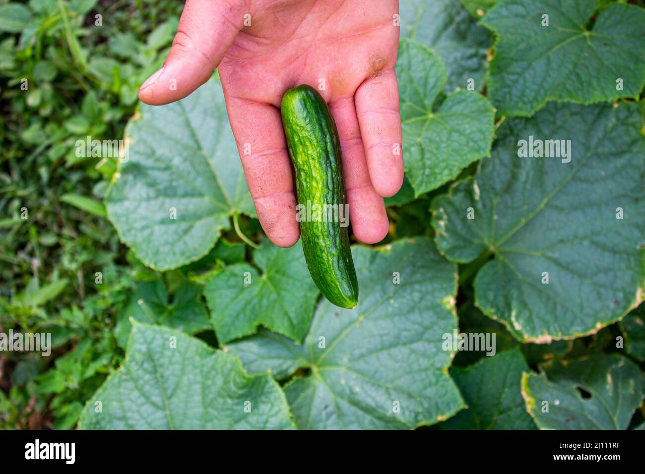 Farmer hand holding organic cucumber in the garden. Top view ripe ...