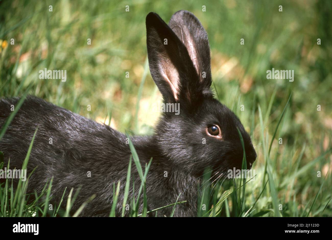 Hase, junger Hase auf einer Frühlingswiese, Häschen Stock Photo - Alamy