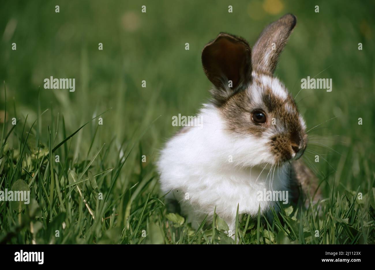 Hase, junger Hase auf einer Frühlingswiese, Häschen Stock Photo - Alamy