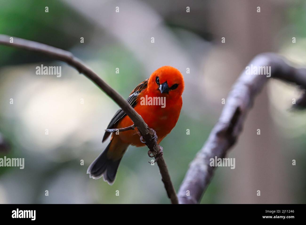 Selective of a red fody (Foudia madagascariensis) on a branch Stock ...
