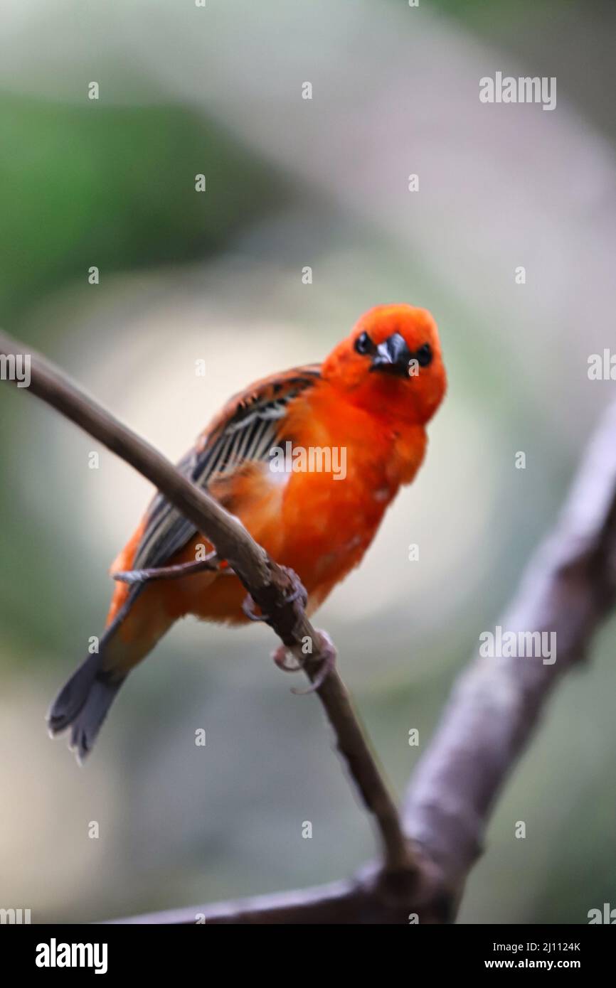 Selective of a red fody (Foudia madagascariensis) on a branch Stock ...