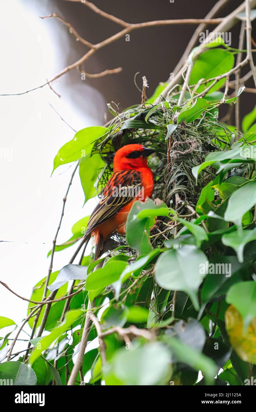 Selective of a red fody (Foudia madagascariensis) on a branch Stock ...