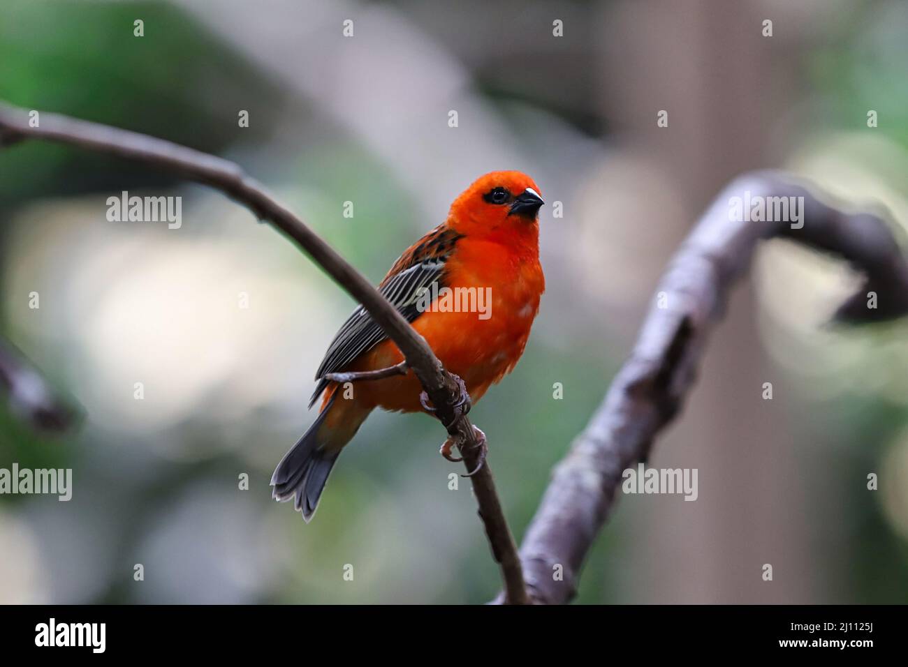 Selective of a fody bird on a branch Stock Photo - Alamy