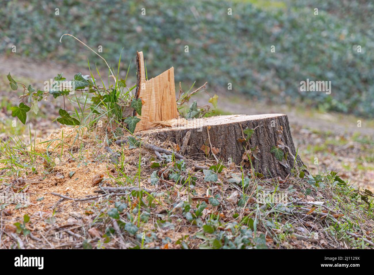 Cut down tree stump in hi-res stock photography and images - Alamy