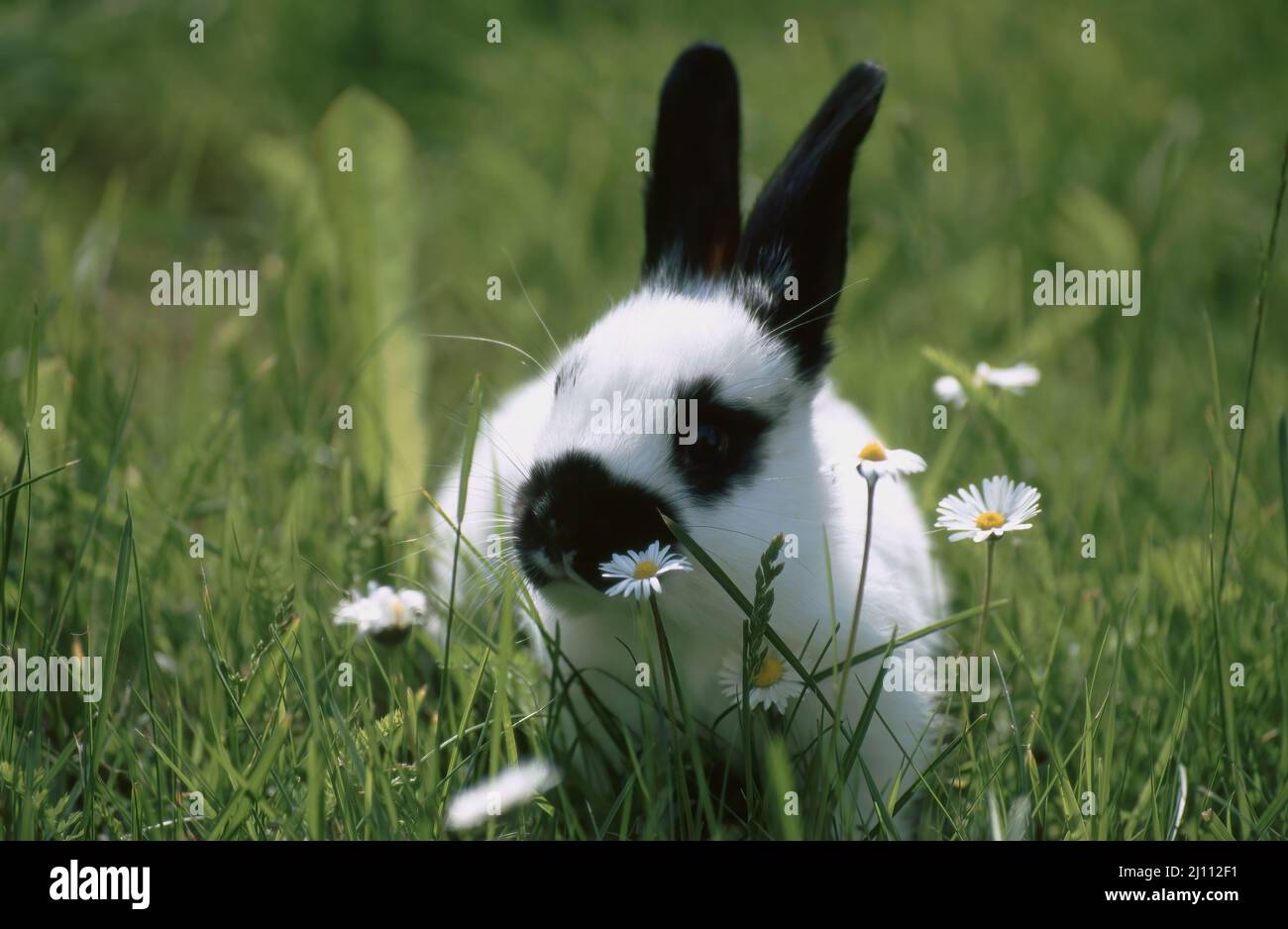 Hase, junger Hase auf einer Frühlingswiese, Häschen Stock Photo - Alamy