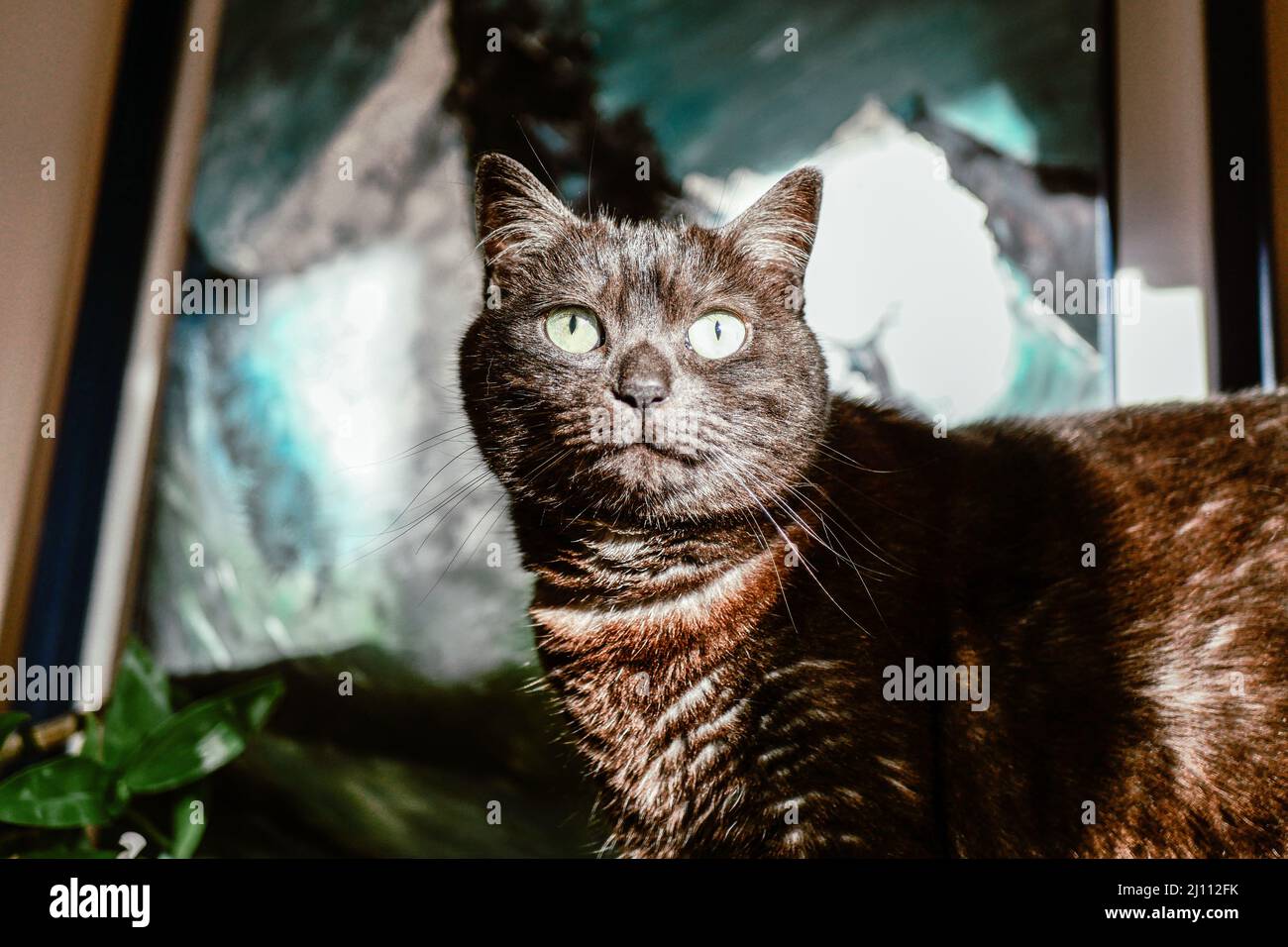 Selective of a black cat under the sunlight Stock Photo - Alamy