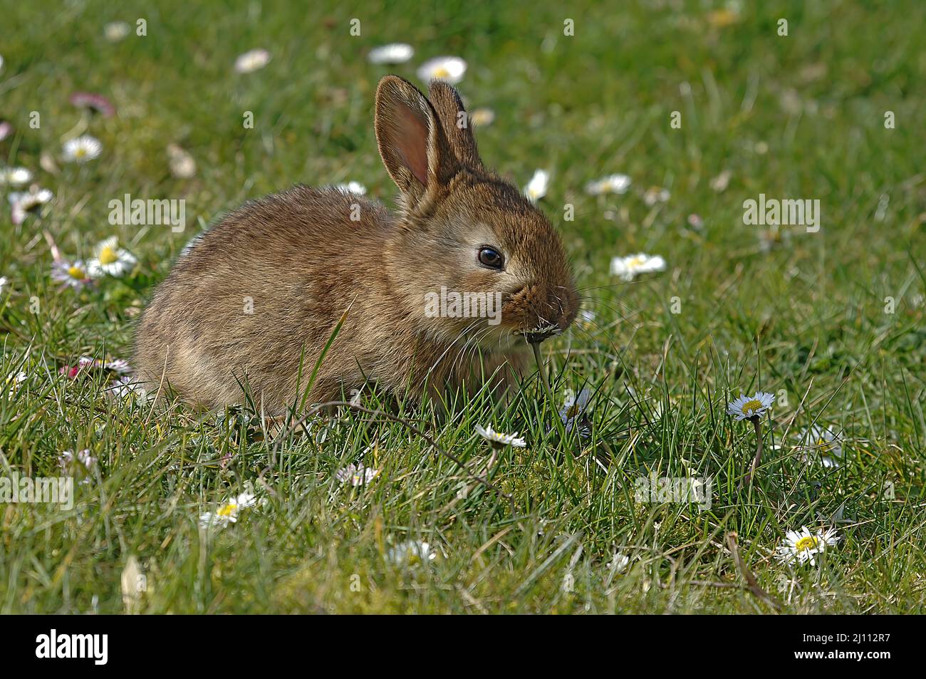 Junger hase hi-res stock photography and images - Alamy