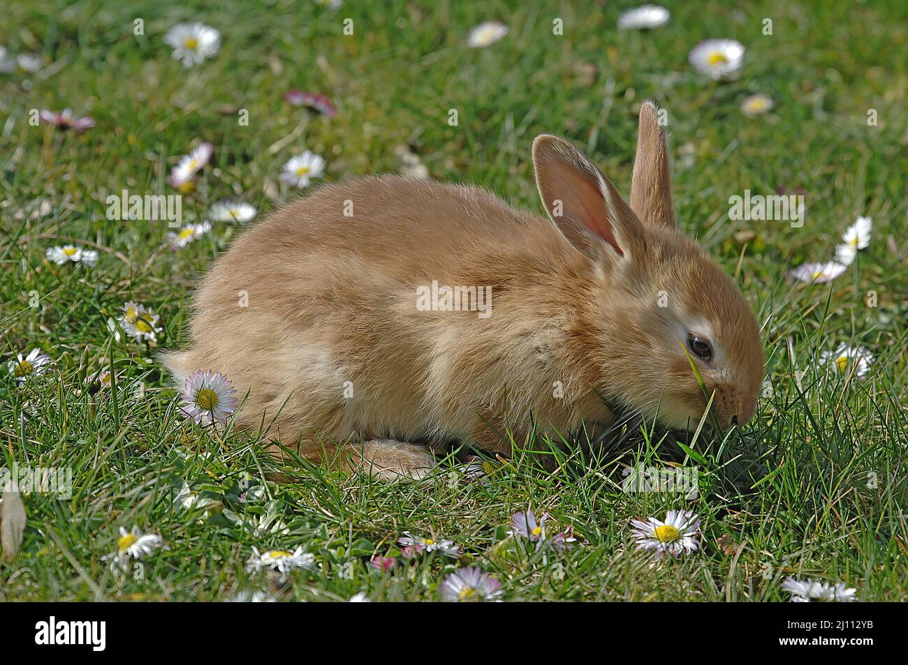 Junger hase hi-res stock photography and images - Alamy