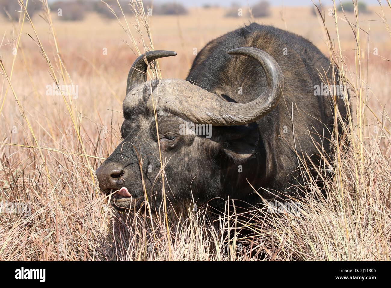 Buffalo horns trophy hi-res stock photography and images - Alamy