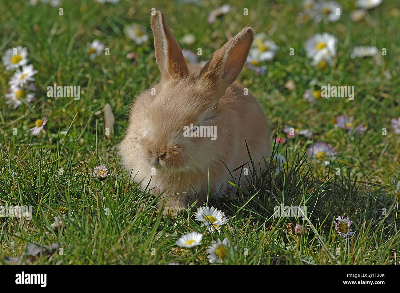 Junger hase hi-res stock photography and images - Alamy