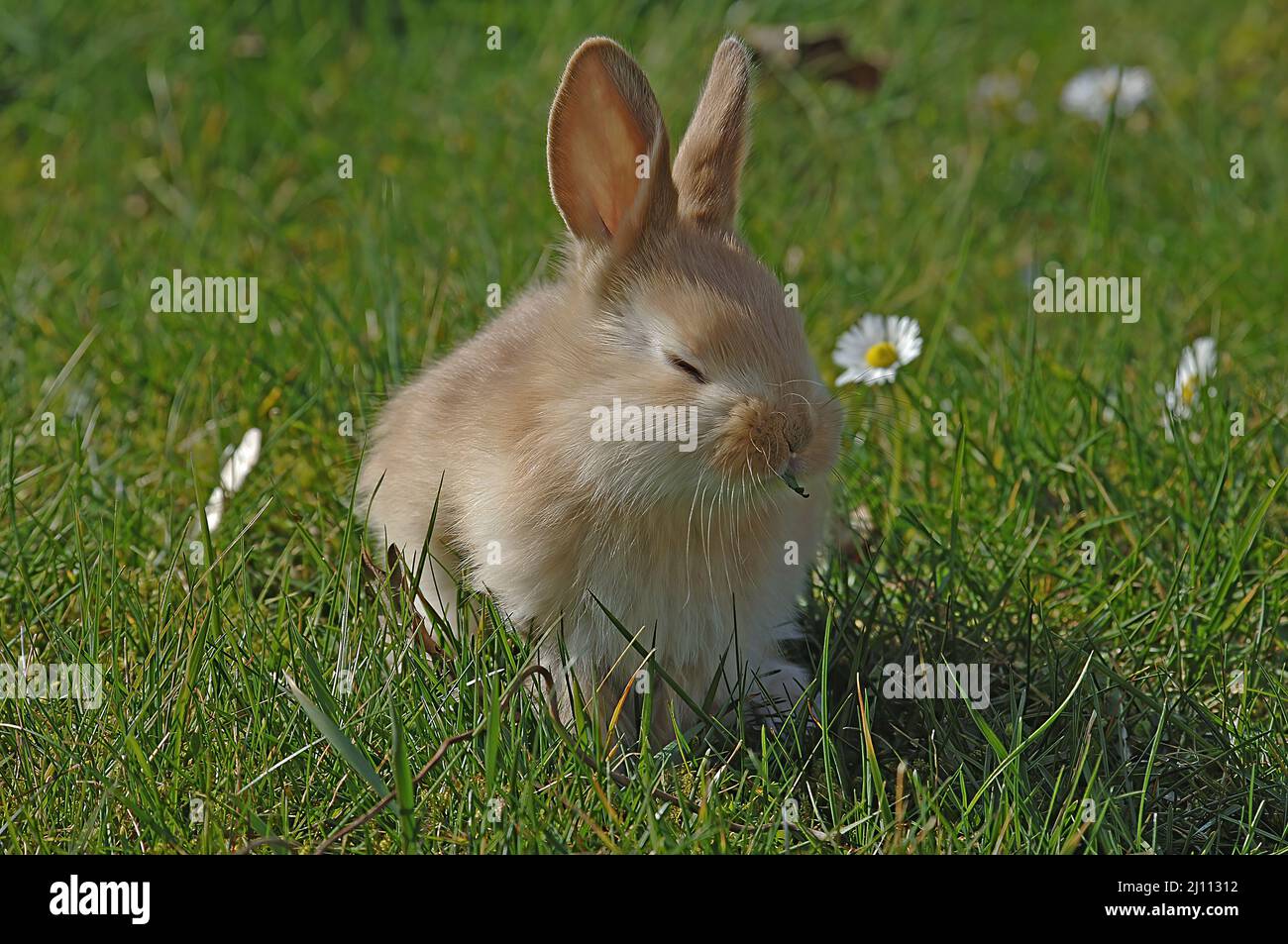 Junger hase hi-res stock photography and images - Alamy