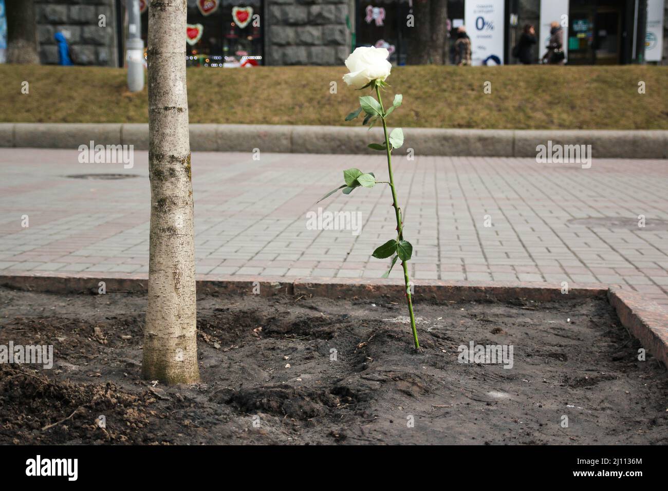 Kyiv, Ukraine - A white rose in memory of killed in Kyiv, Maidan ...