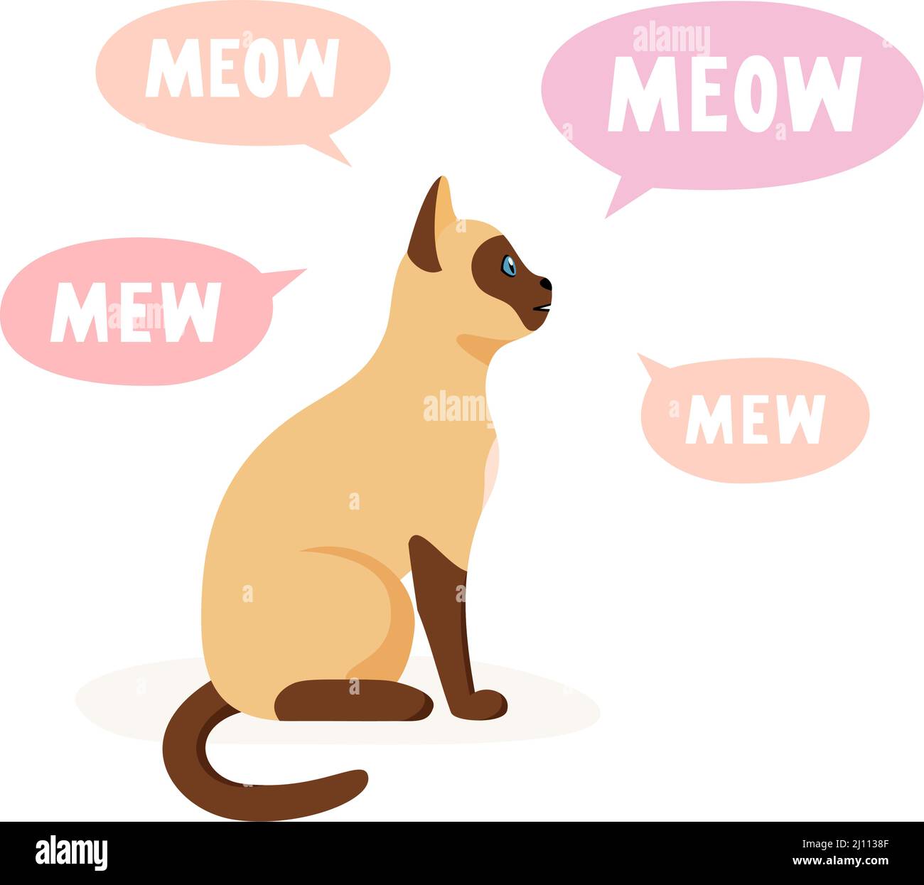 Siamese cat meowing and talking. Talkative pet yelling, yowling and ...