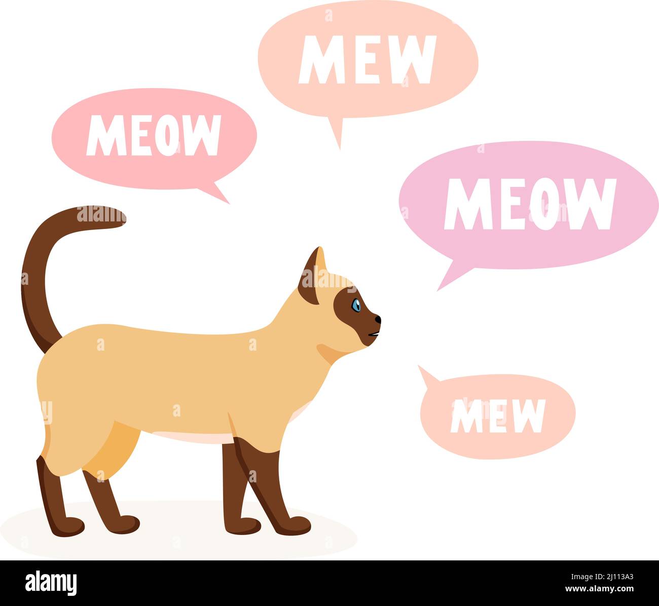 Siamese cat meowing and talking. Talkative pet yelling, yowling and ...