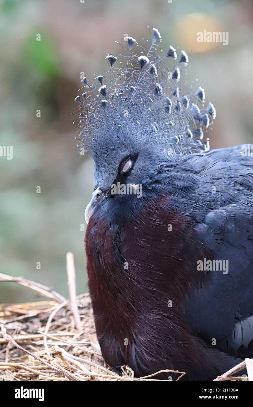 Selective of a Victoria crowned pigeon (Goura victoria Stock Photo - Alamy