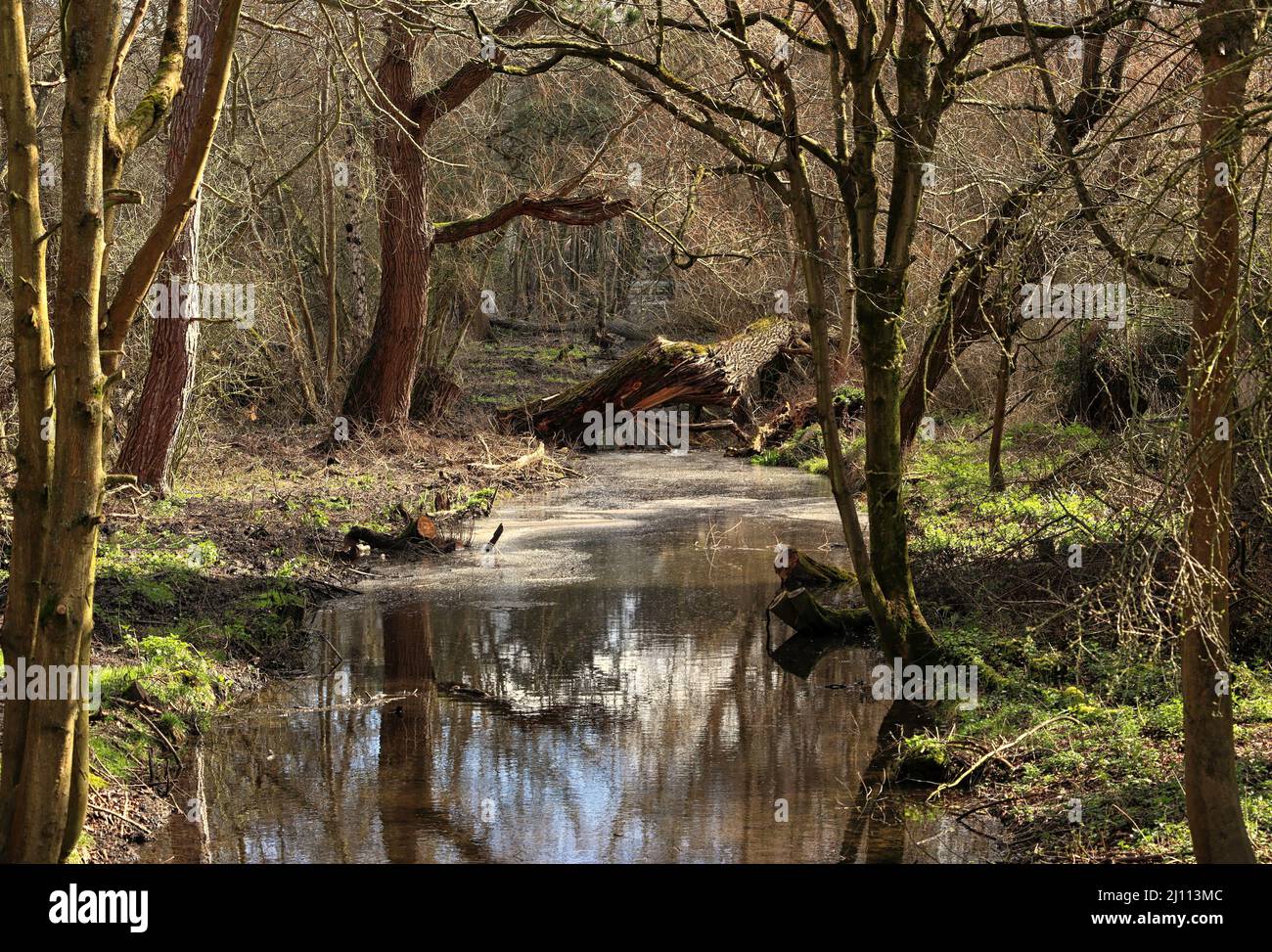 Woodland waterway hi-res stock photography and images - Alamy
