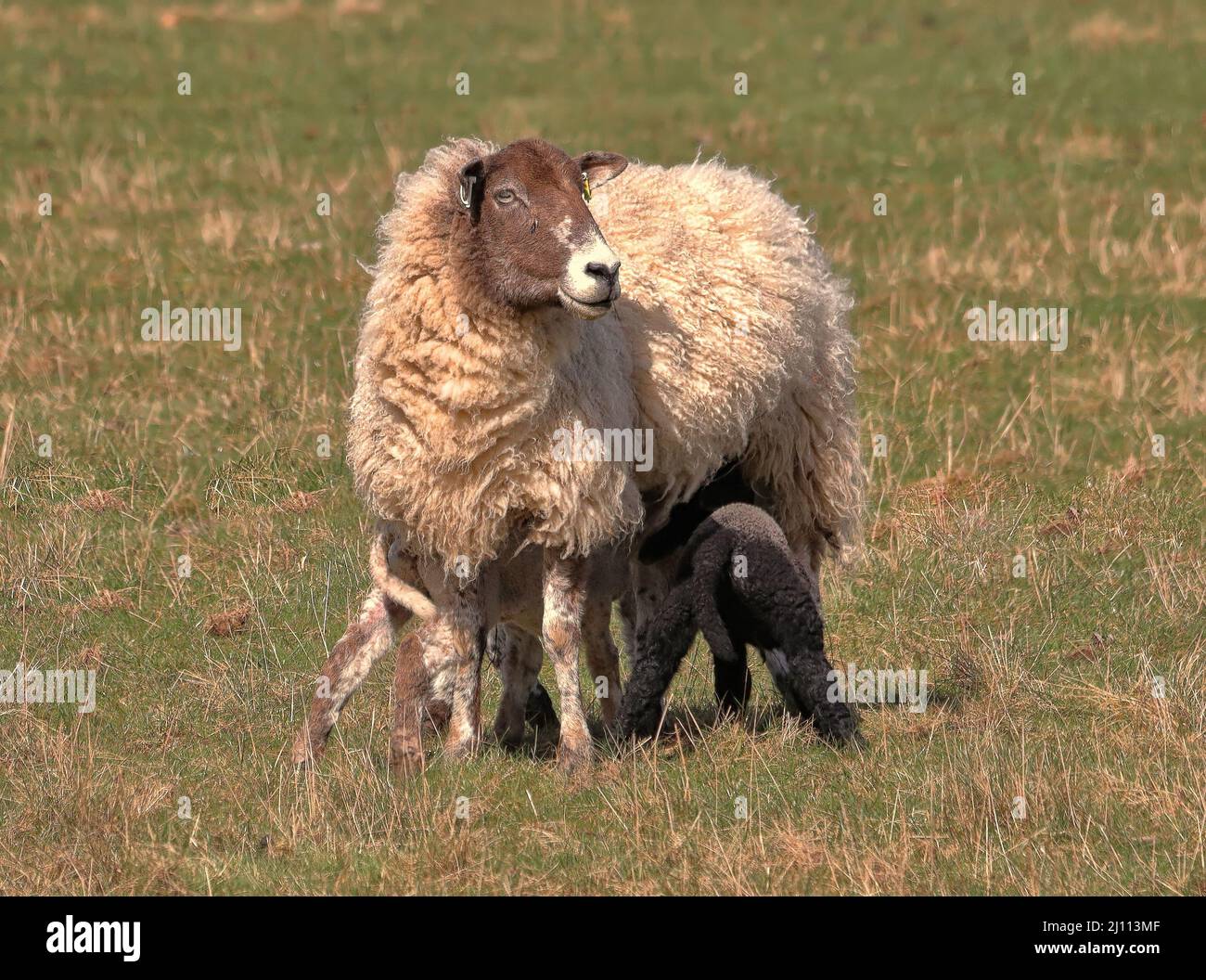 Spring Lambs feeding from a Ewe in an English meadow Stock Photo - Alamy