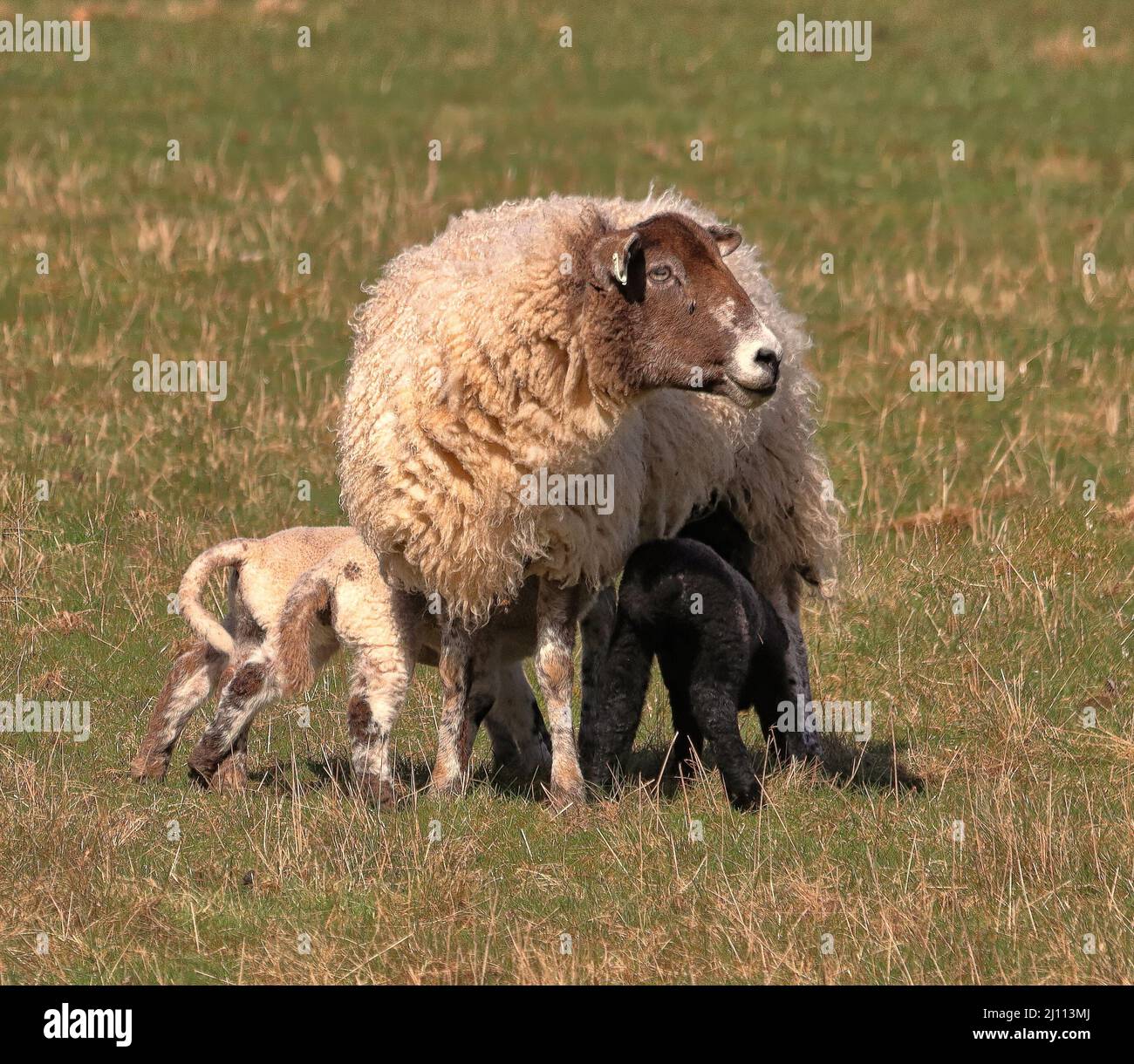 English lambs in spring hi-res stock photography and images - Alamy