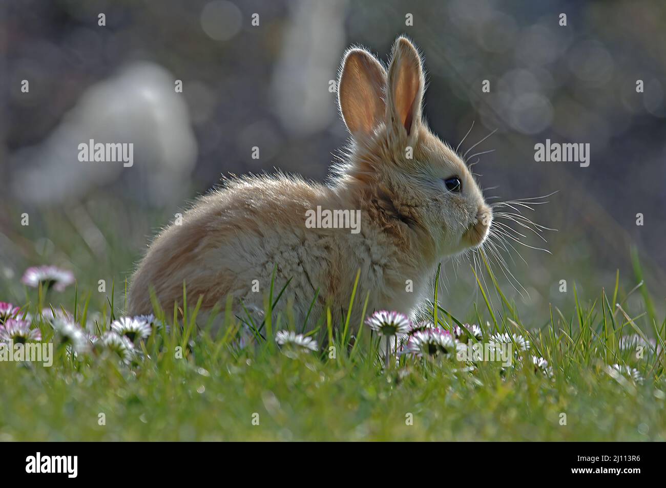 Junger hase hi-res stock photography and images - Alamy
