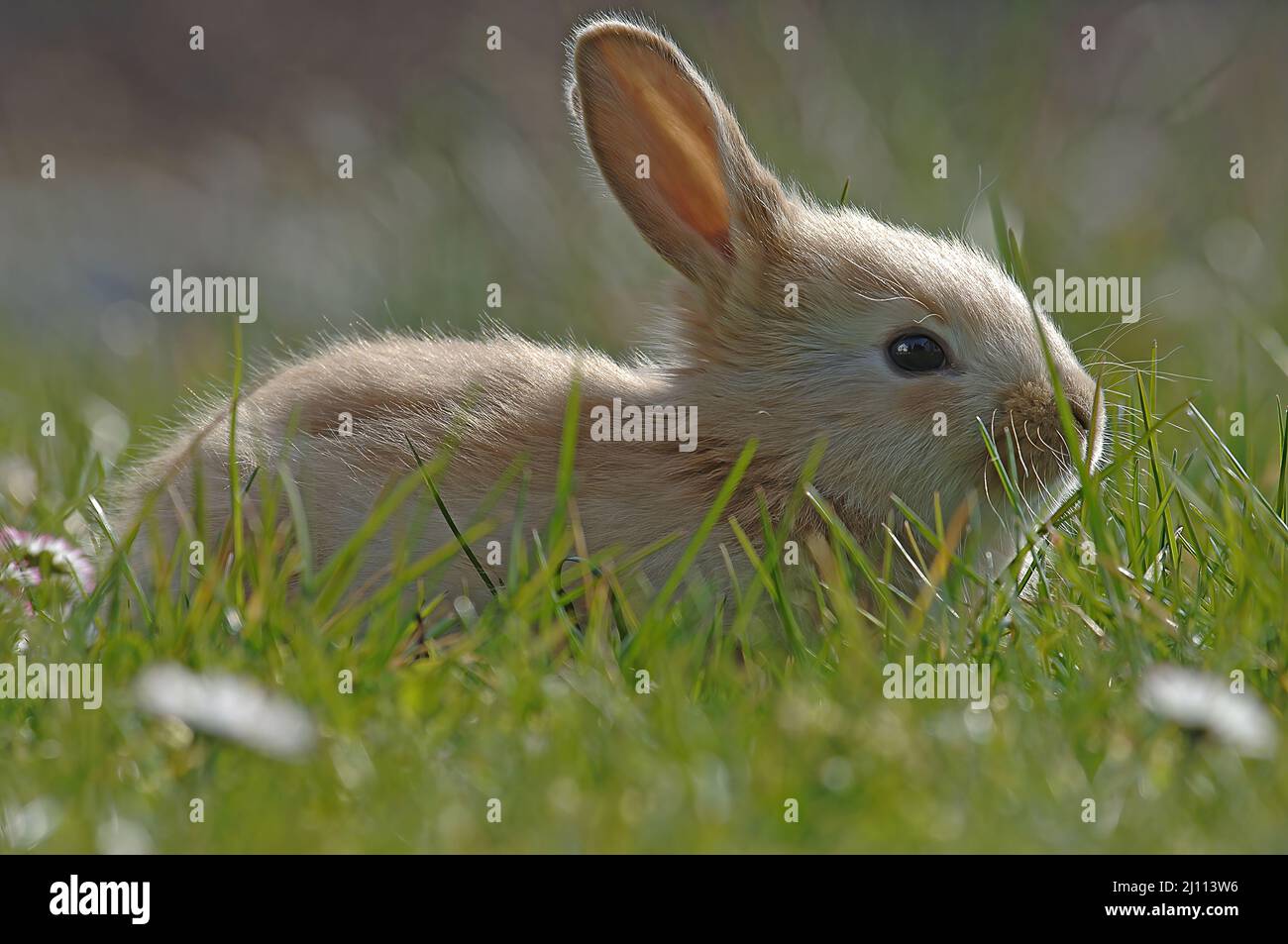 Junger hase hi-res stock photography and images - Alamy