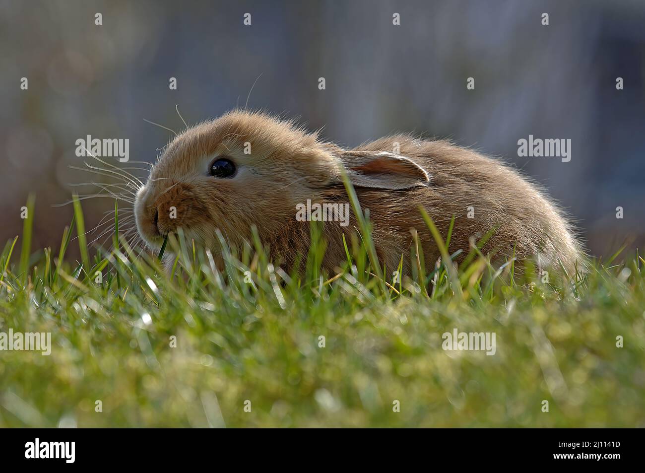Junger hase hi-res stock photography and images - Alamy